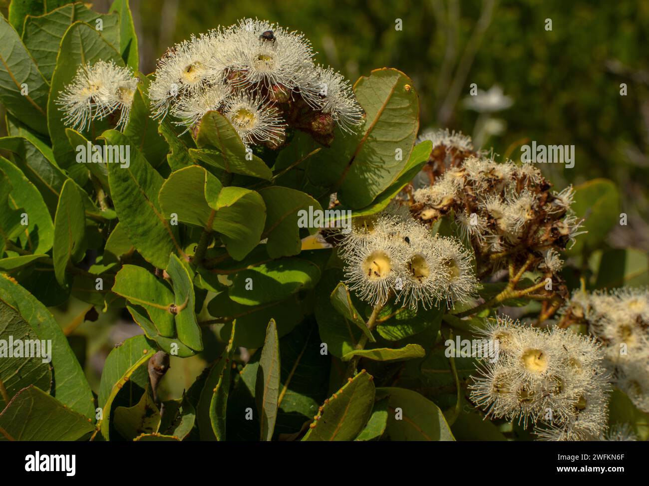 Camfields stringybark hi-res stock photography and images - Alamy