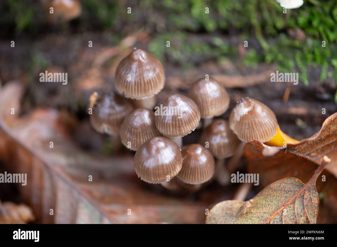 The fascinating world of Autumnal woodland and grassland fungi. Credit ...