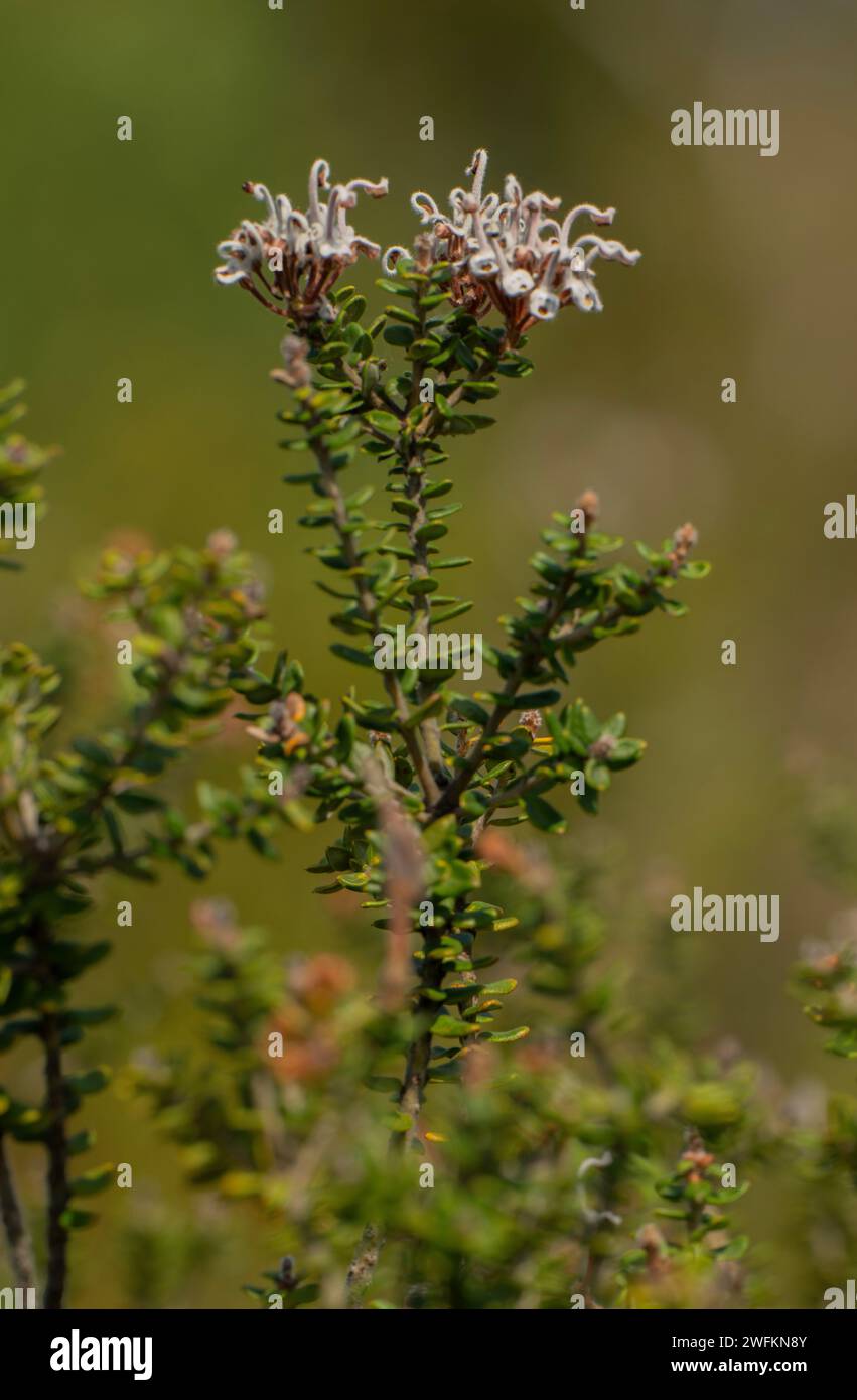 Grevillea spider flower hi-res stock photography and images - Alamy