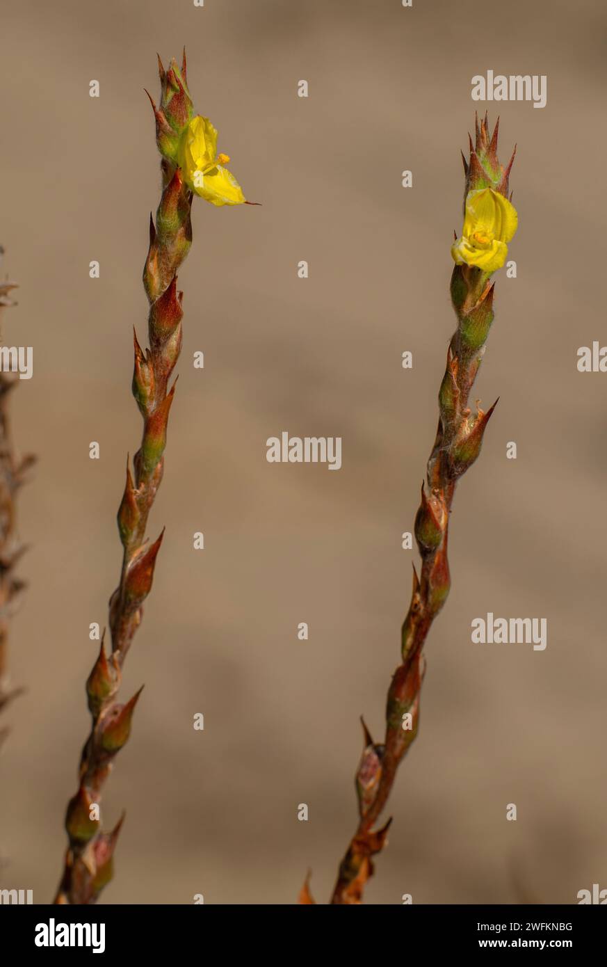 Philydrum hi-res stock photography and images - Alamy