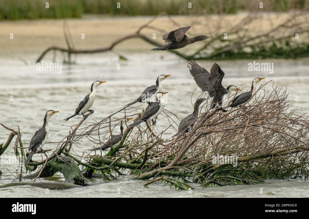 Group of Little pied cormorants, Microcarbo melanoleucos, roosting ...