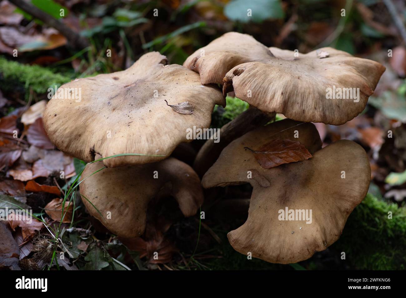 The fascinating world of Autumnal woodland and grassland fungi. Credit ...