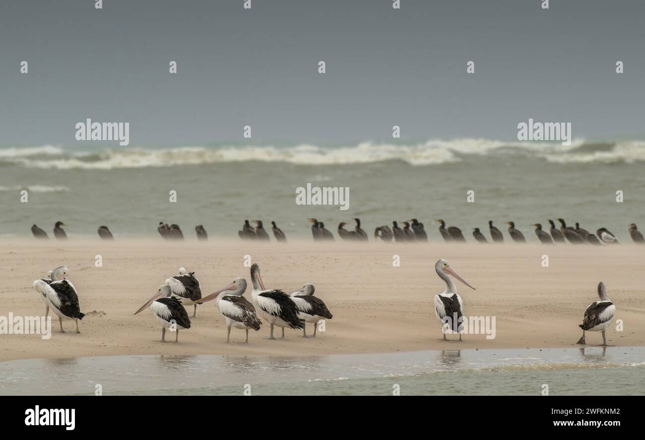 Australian pelicans, Pelecanus conspicillatus, and Great Cormorants ...