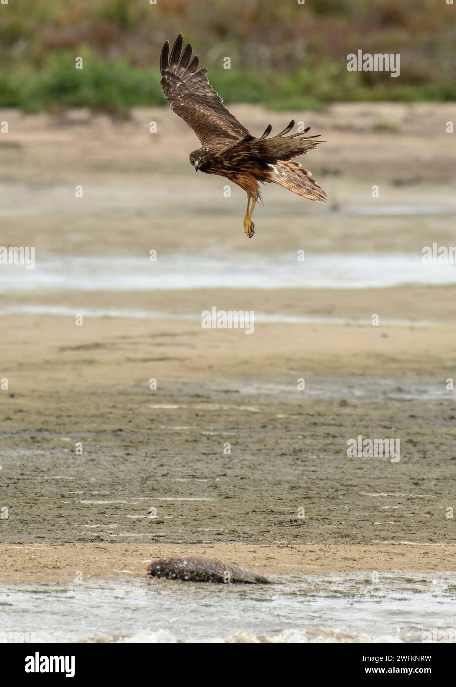 Swamp harrier, Circus approximans, coming in to land to feed on dead ...
