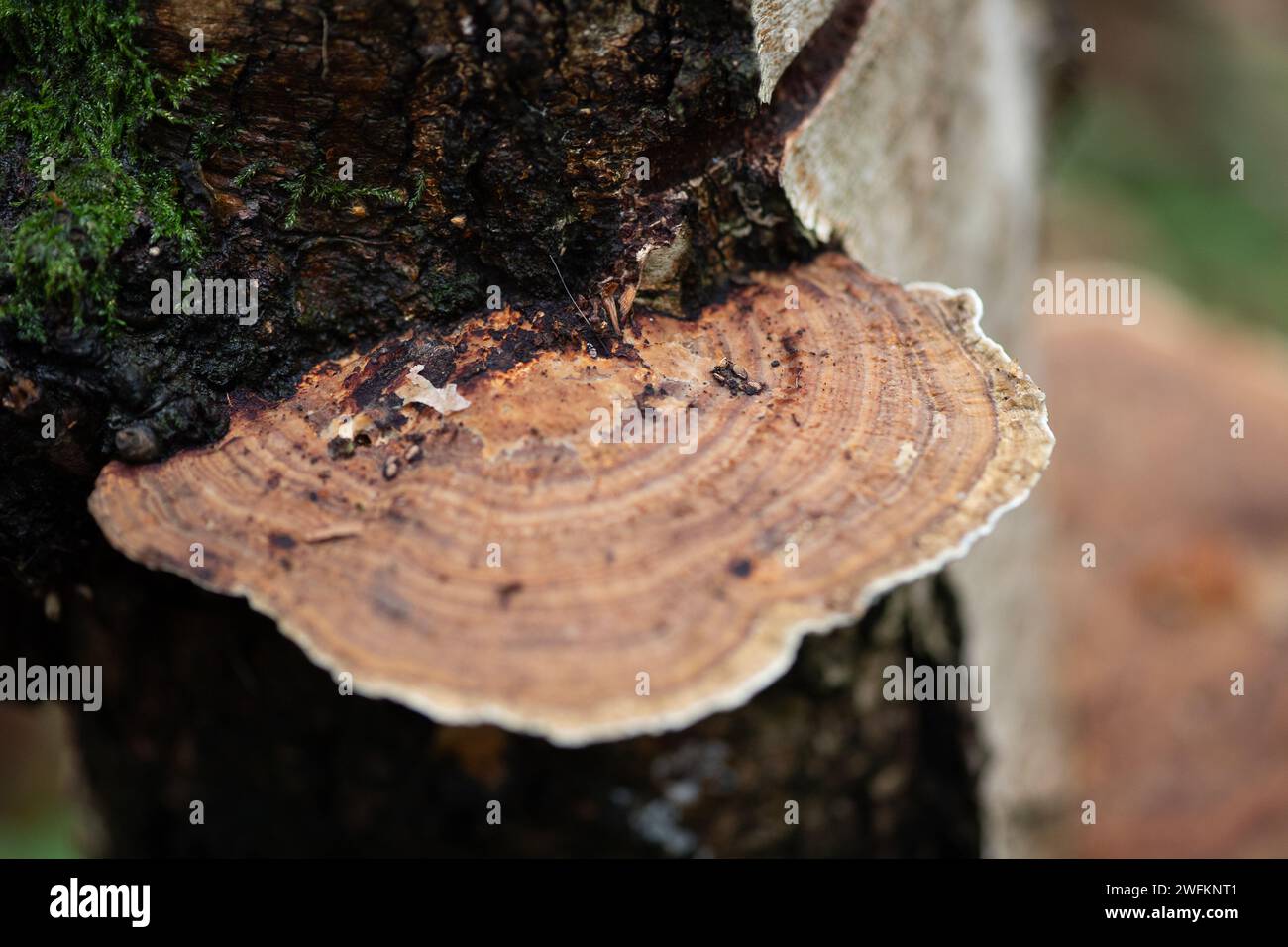 The fascinating world of Autumnal woodland and grassland fungi. Credit ...