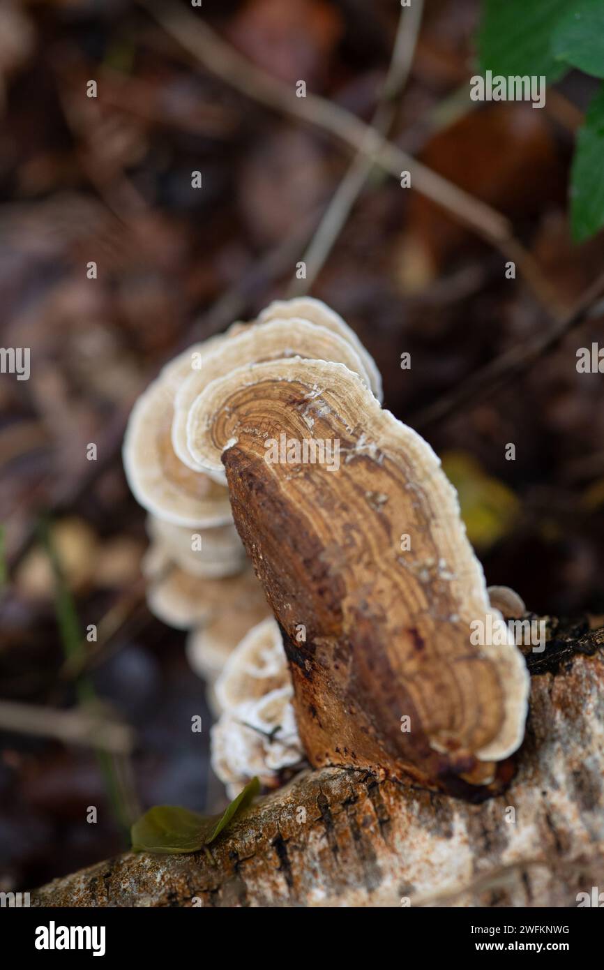 The fascinating world of Autumnal woodland and grassland fungi. Credit ...