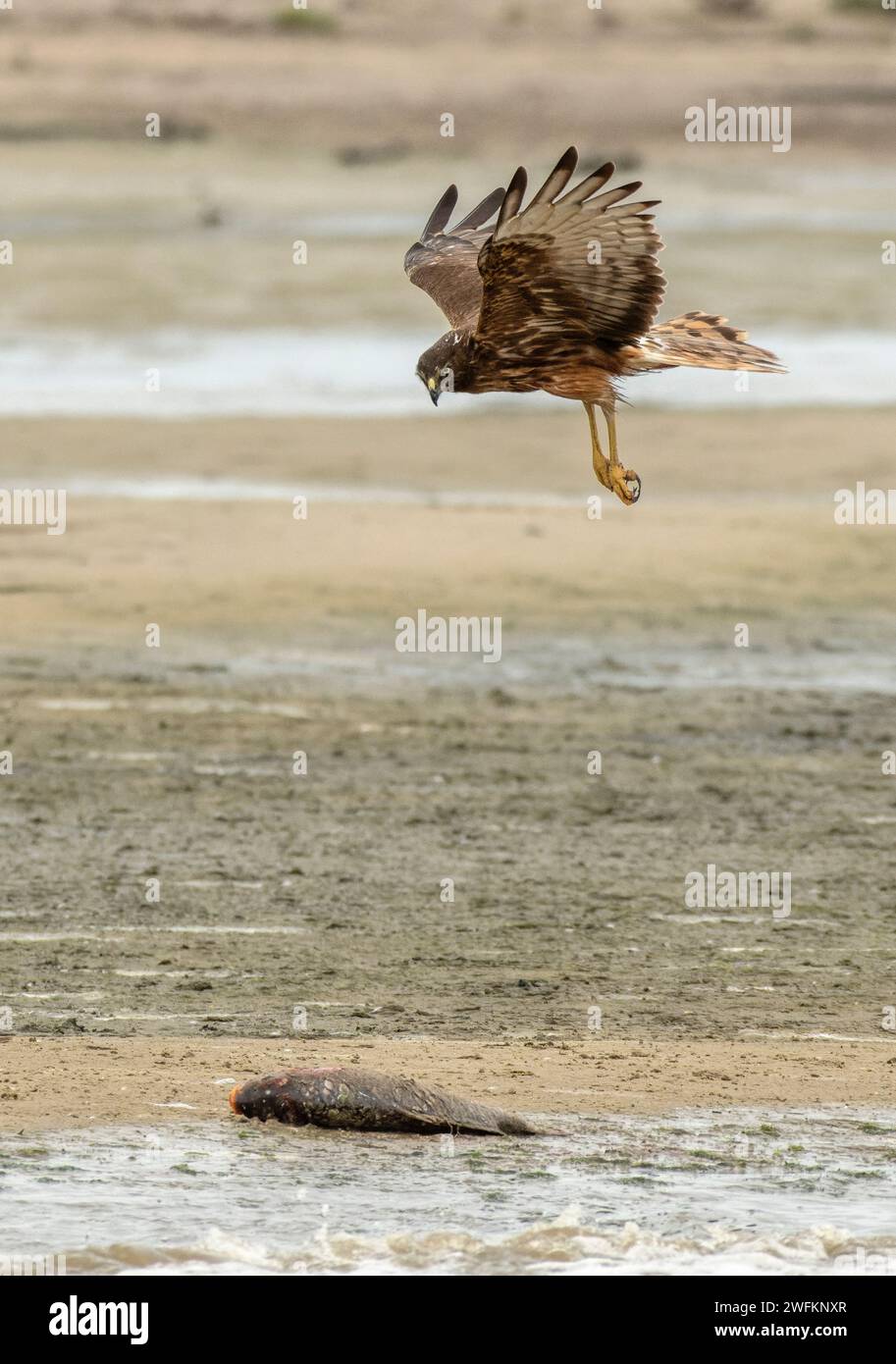 Swamp harrier, Circus approximans, coming in to land to feed on dead ...