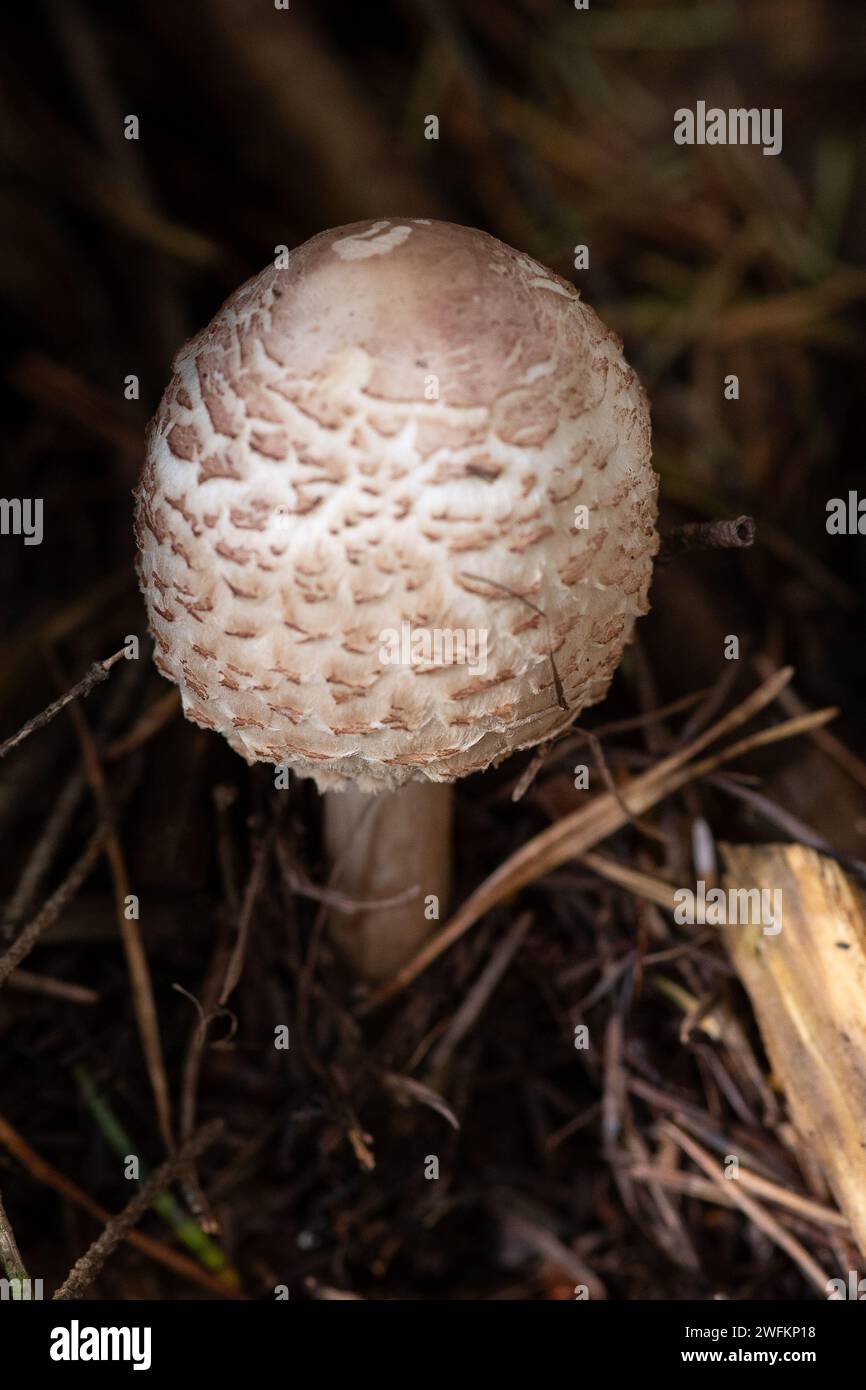 The fascinating world of Autumnal woodland and grassland fungi. Credit ...