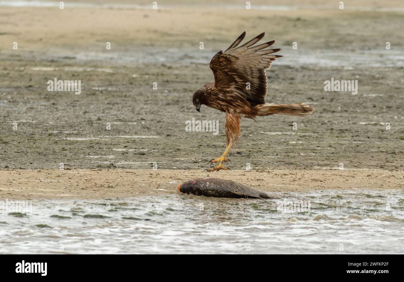 Swamp harrier, Circus approximans, coming in to land to feed on dead ...