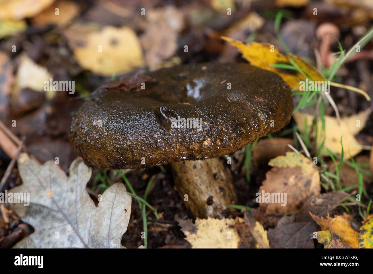 The fascinating world of Autumnal woodland and grassland fungi. Credit ...
