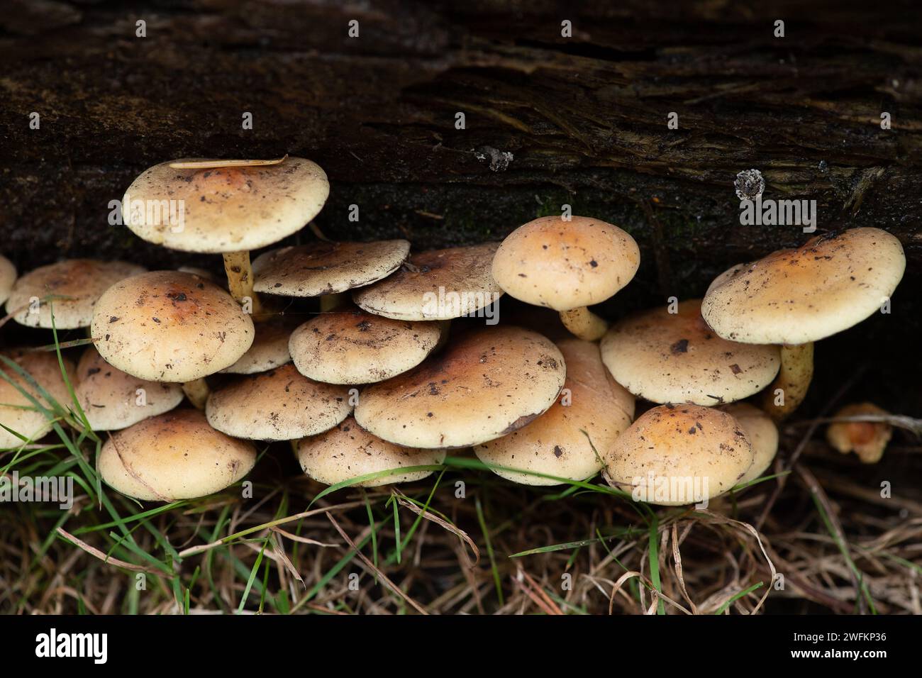 The Fascinating World Of Autumnal Woodland And Grassland Fungi Credit Maureen Mcleanalamy