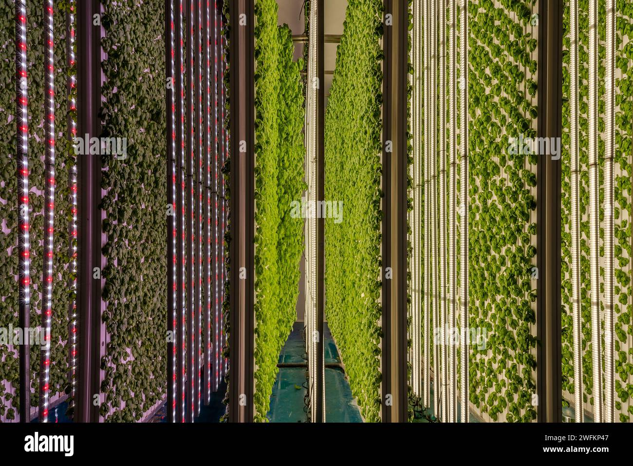 Overall view of the walls full of basil and lettuce plants produced ...