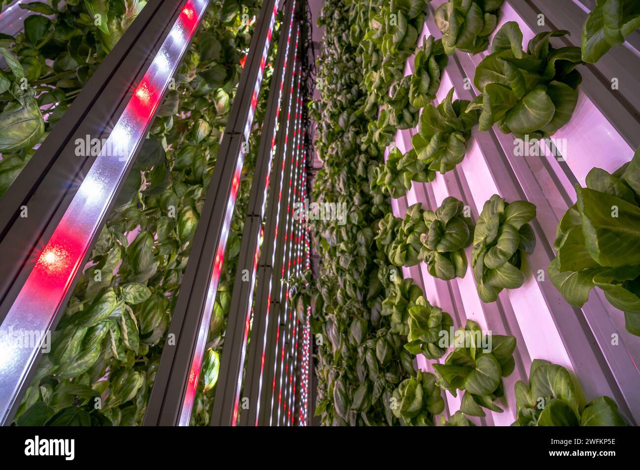 Hundreds of lettuce and basil plants grow with the help of red and ...