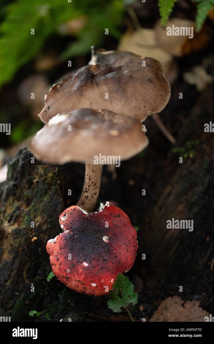 The fascinating world of Autumnal woodland and grassland fungi. Credit ...