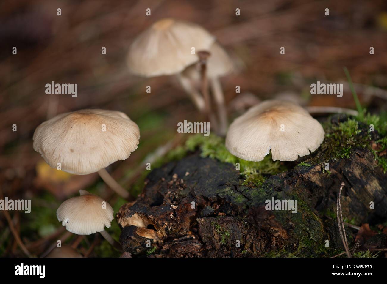 The fascinating world of Autumnal woodland and grassland fungi. Credit ...
