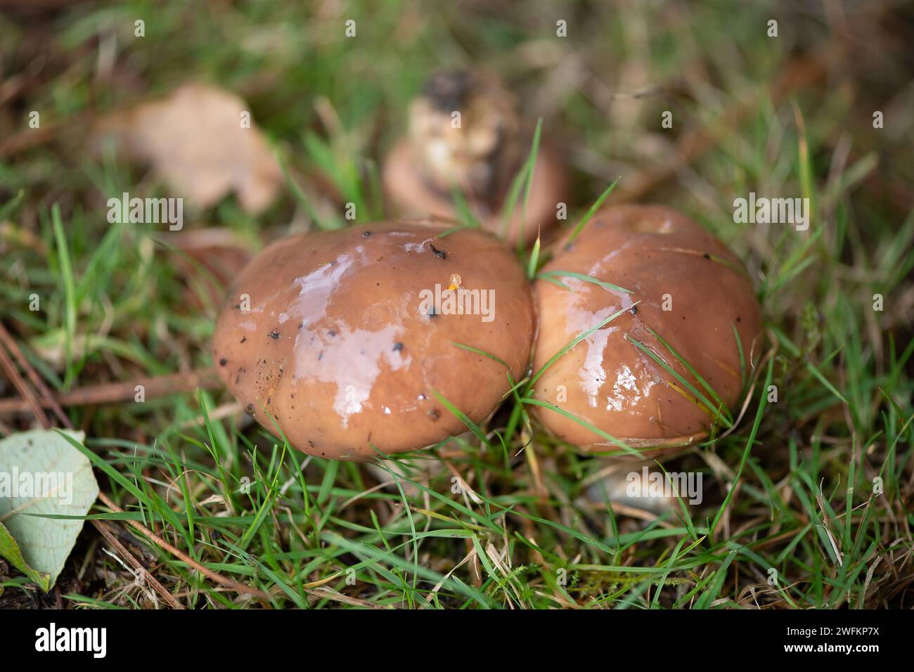 The fascinating world of Autumnal woodland and grassland fungi. Credit ...