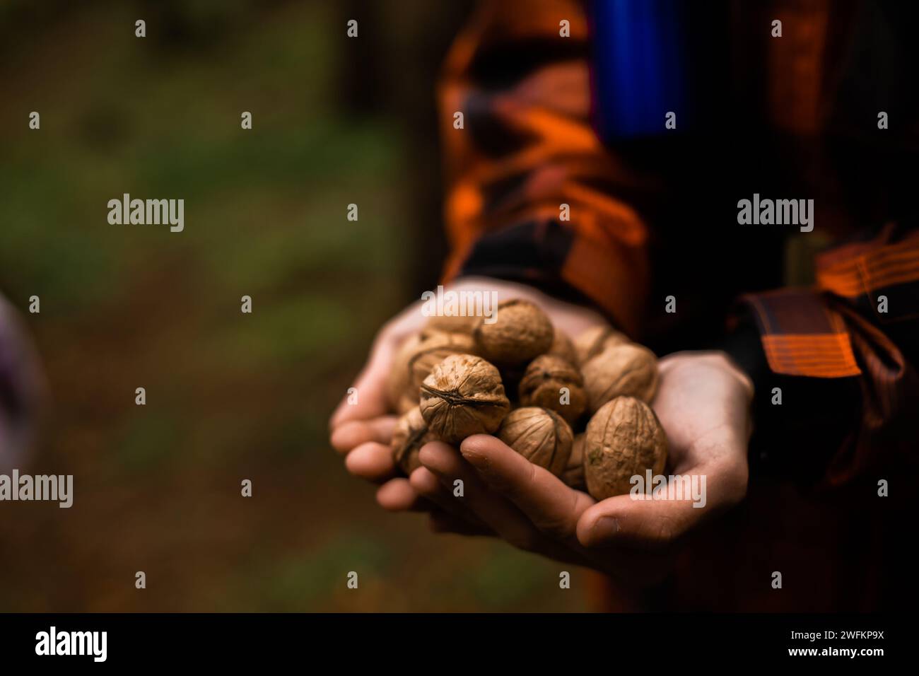 Hand holding walnuts hi-res stock photography and images - Alamy