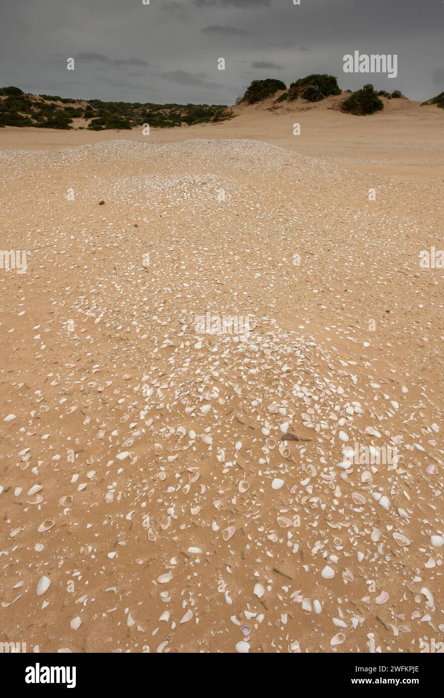 Sand dunes alongside the Coorong lagoon, with shell midden or shell mound, South Australia ...