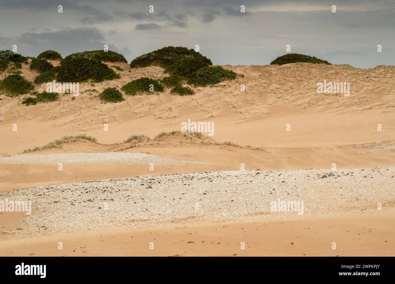 Sand dunes alongside the Coorong lagoon, with shell midden or shell mound, South Australia ...