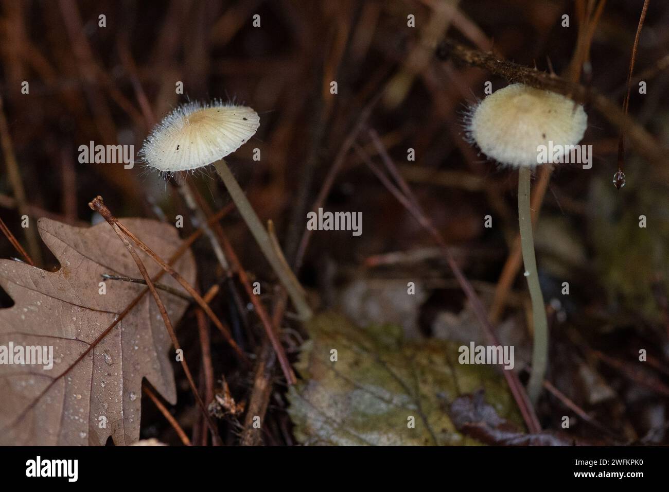 The fascinating world of Autumnal woodland and grassland fungi. Credit ...