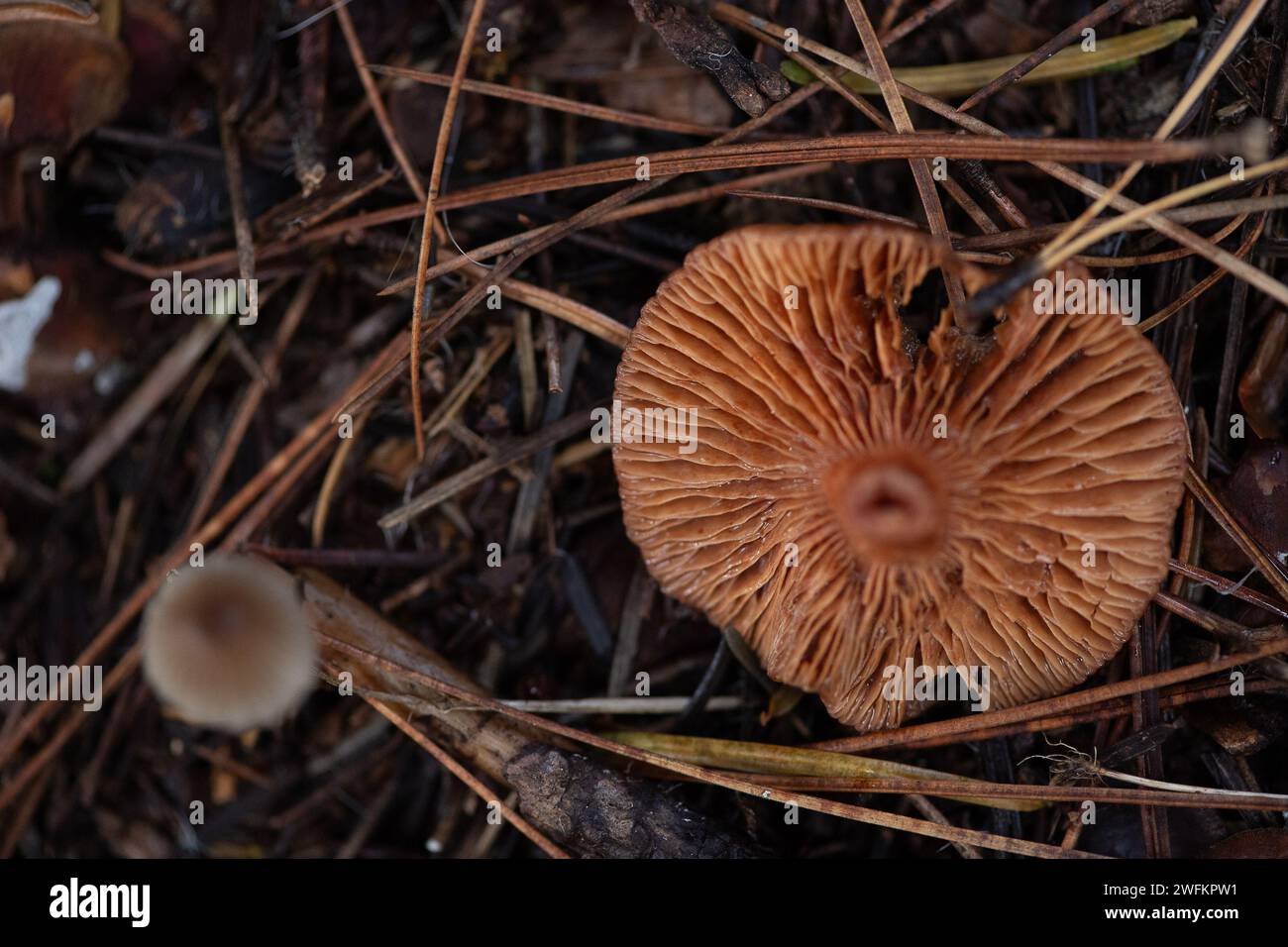 The fascinating world of Autumnal woodland and grassland fungi. Credit ...