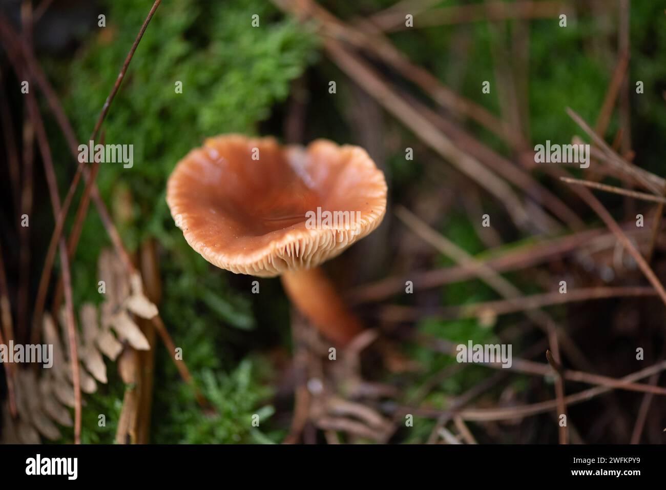 The fascinating world of Autumnal woodland and grassland fungi. Credit ...