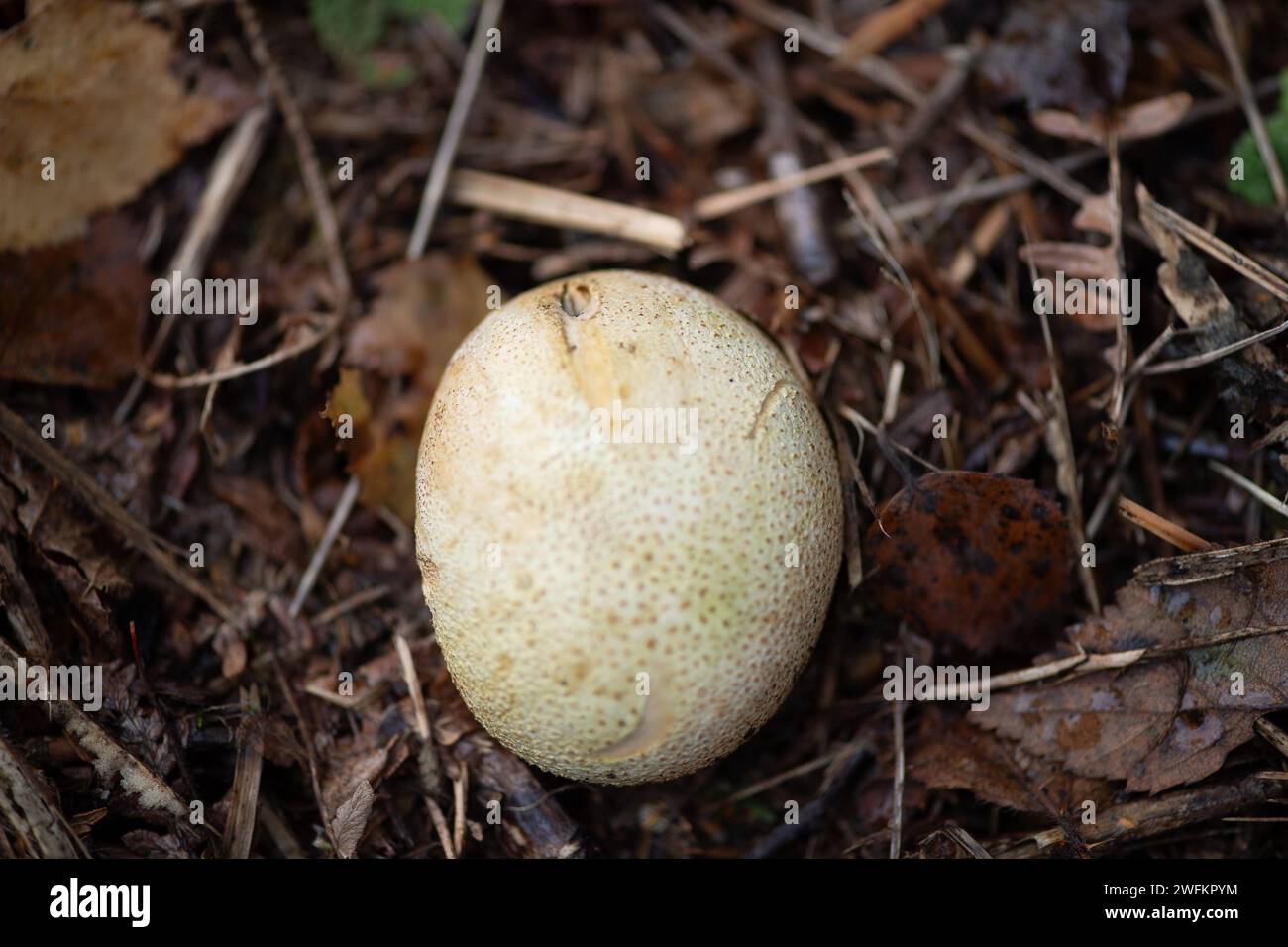 The fascinating world of Autumnal woodland and grassland fungi. Credit ...