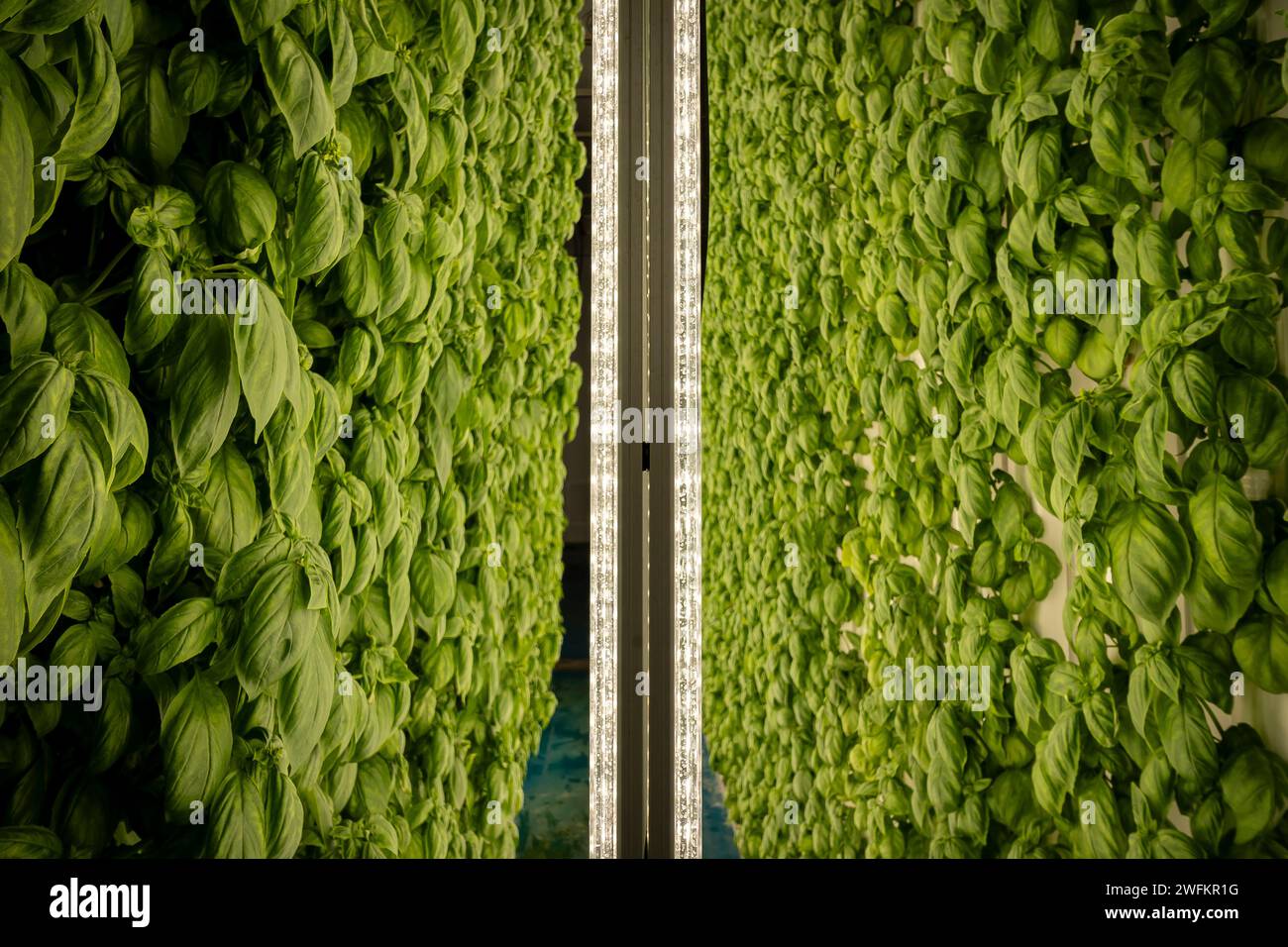 Barcelona, Spain. 21st Nov, 2023. Hundreds of basil plants grow under ...