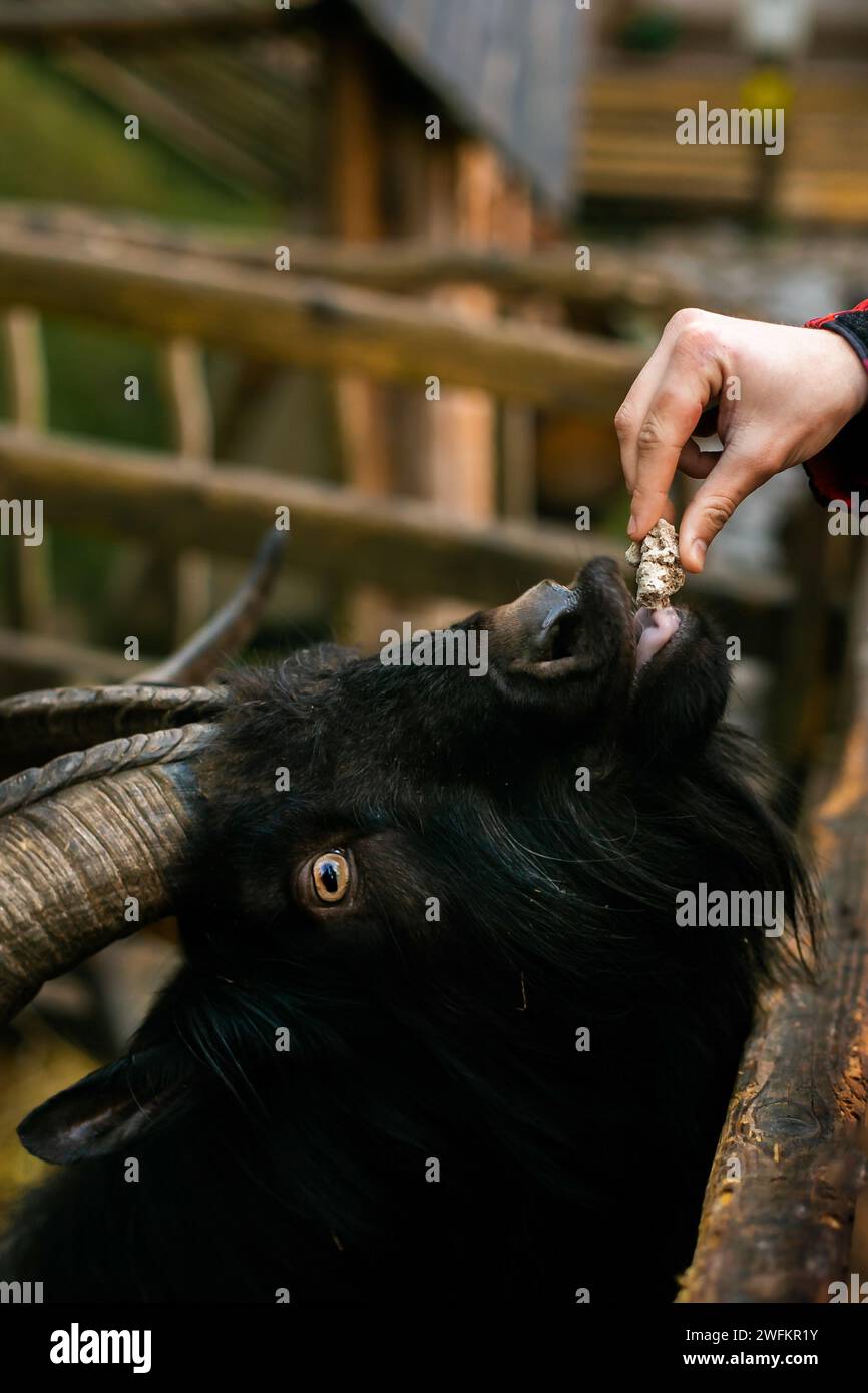 Young man feeding goat hi-res stock photography and images - Alamy