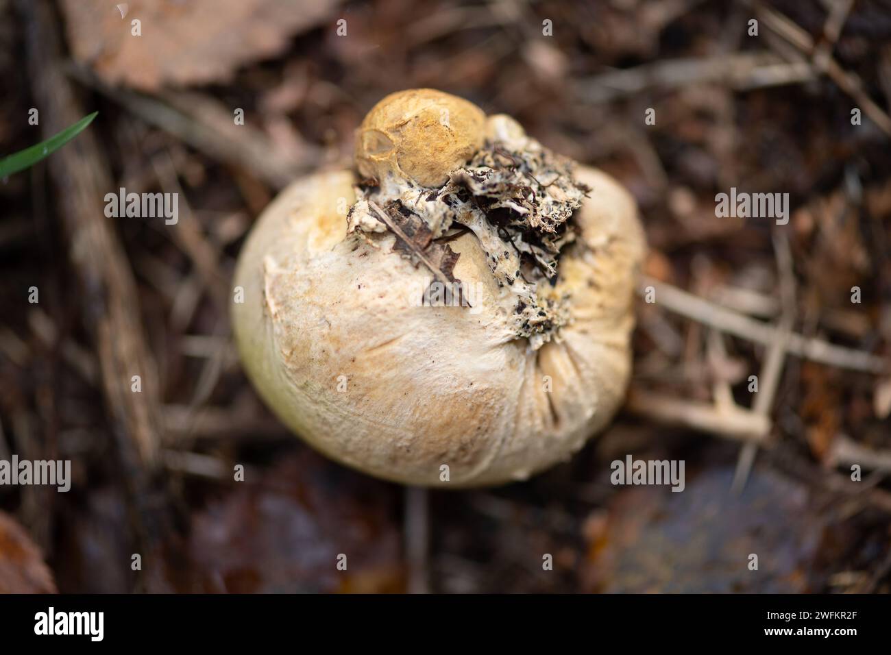 The fascinating world of Autumnal woodland and grassland fungi. Credit ...