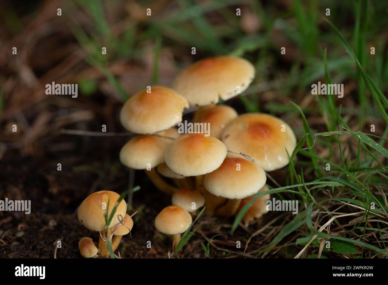The fascinating world of Autumnal woodland and grassland fungi. Credit ...