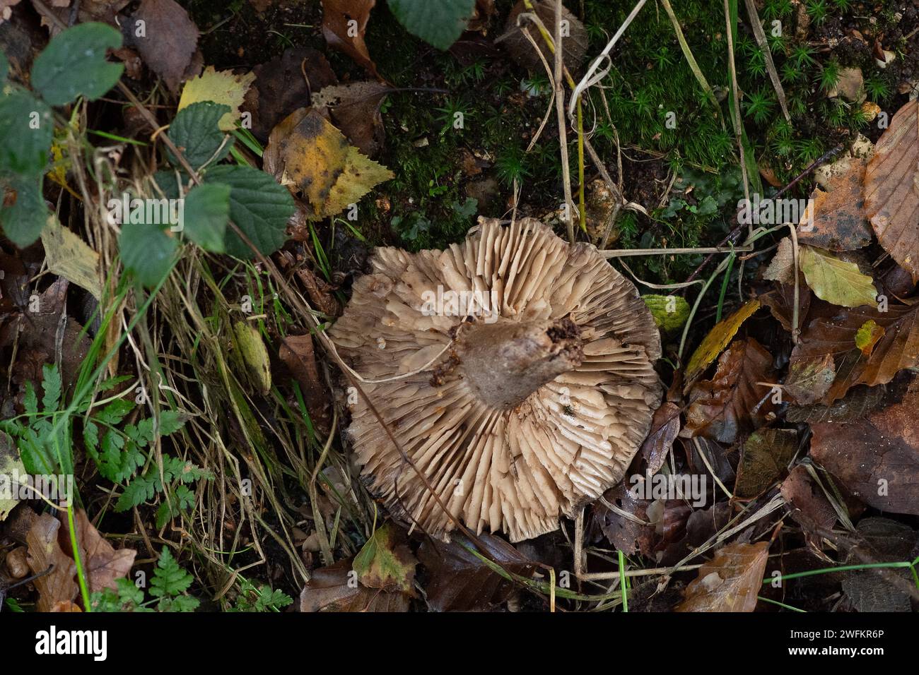The fascinating world of Autumnal woodland and grassland fungi. Credit ...