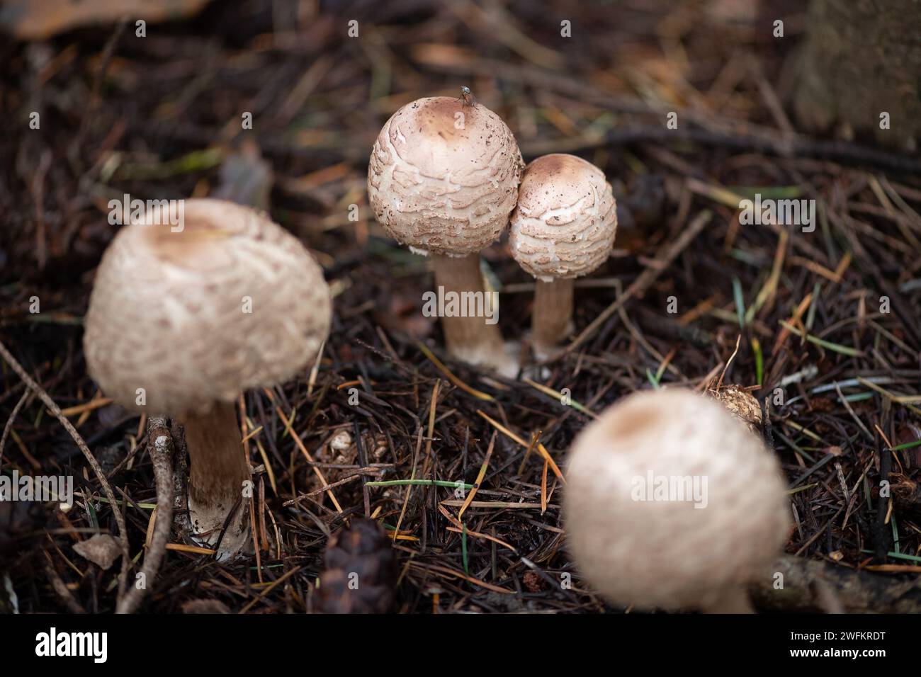 The fascinating world of Autumnal woodland and grassland fungi. Credit ...