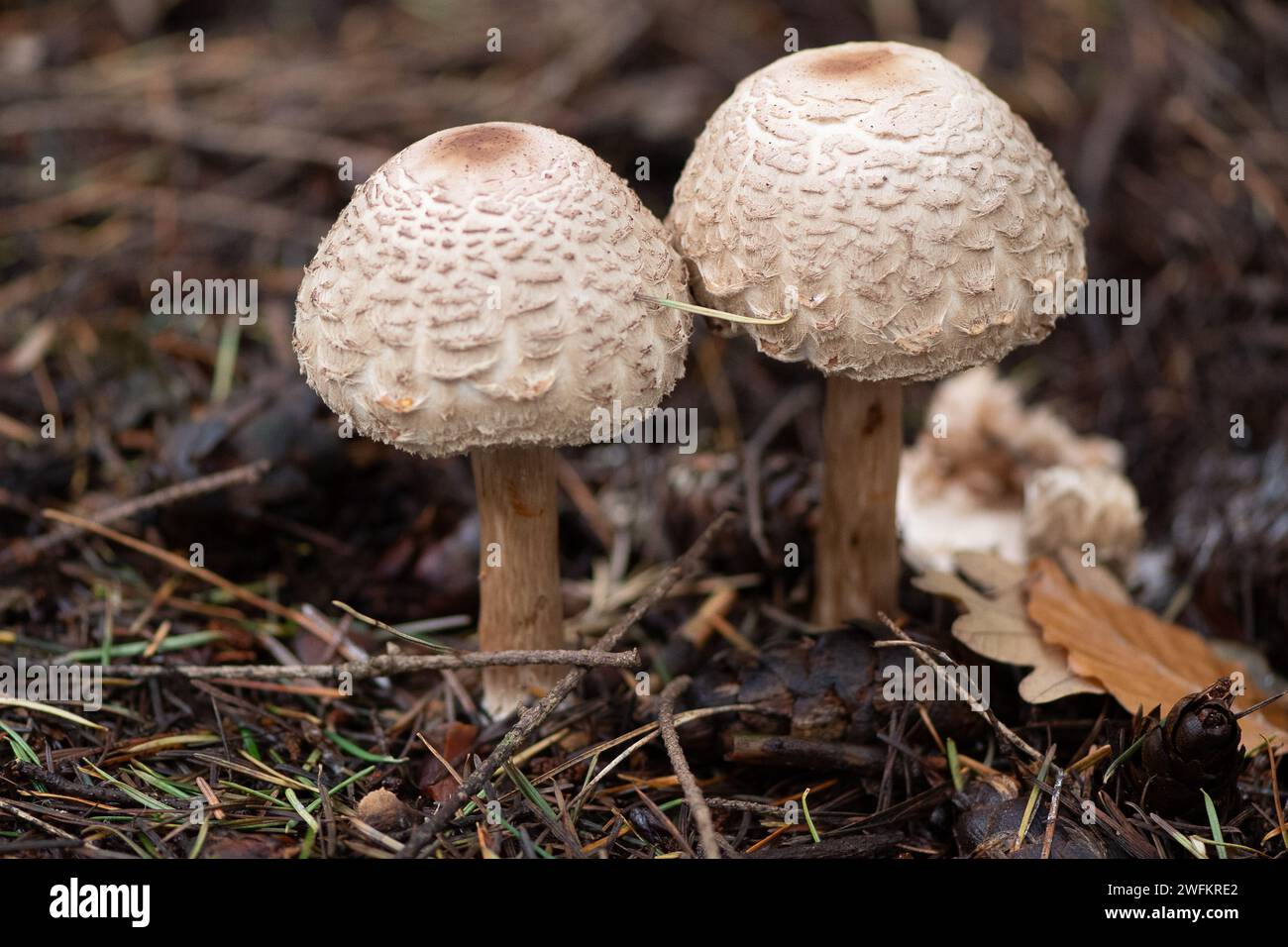 Fascinating fungi species hi-res stock photography and images - Alamy