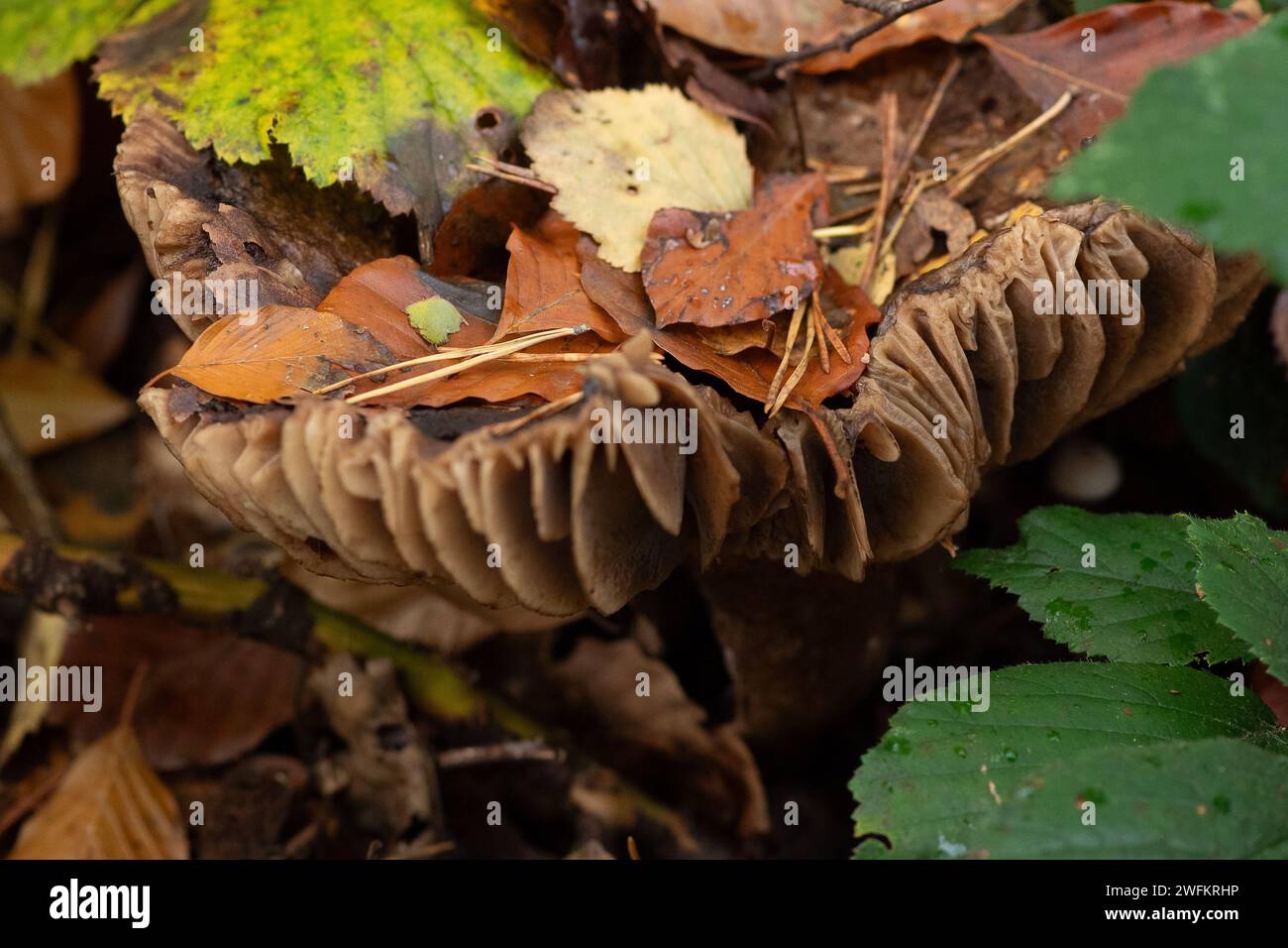The fascinating world of Autumnal woodland and grassland fungi. Credit ...