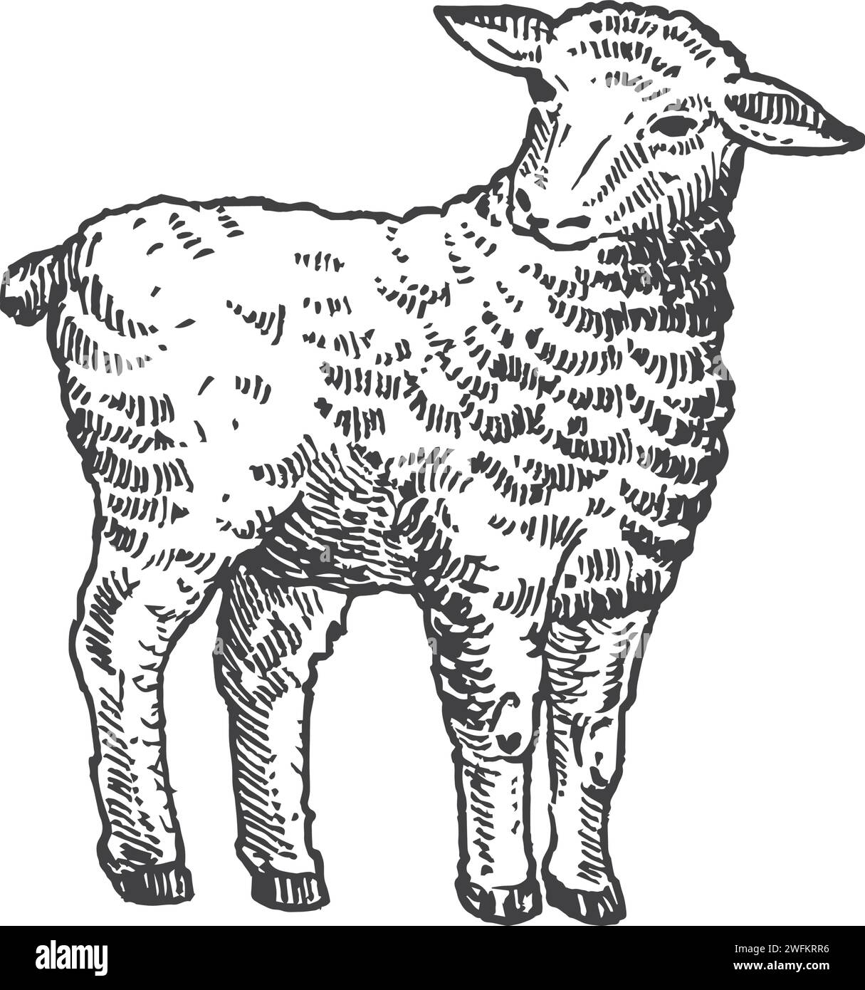 Young Sheep Hand Drawn Vector Cattle Illustration. Lamb Domestic Animal ...