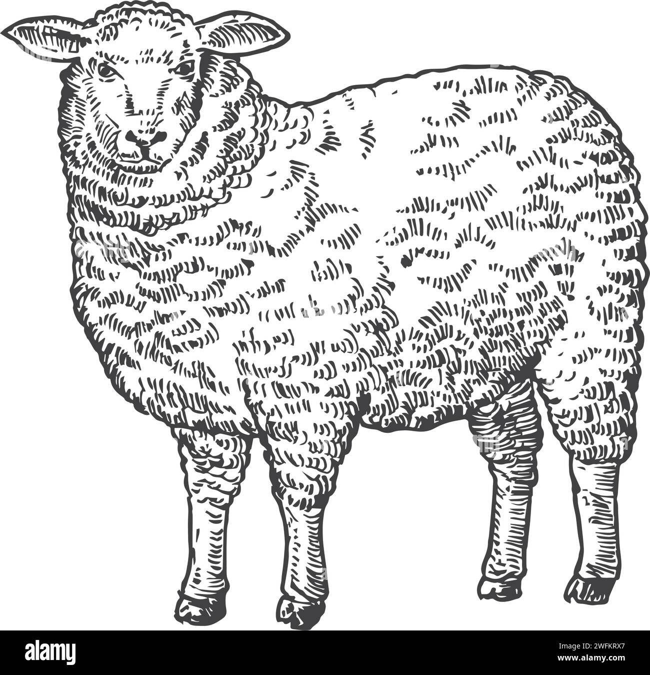Adult Sheep Hand Drawn Vector Cattle Illustration. Lamb Domestic Animal ...