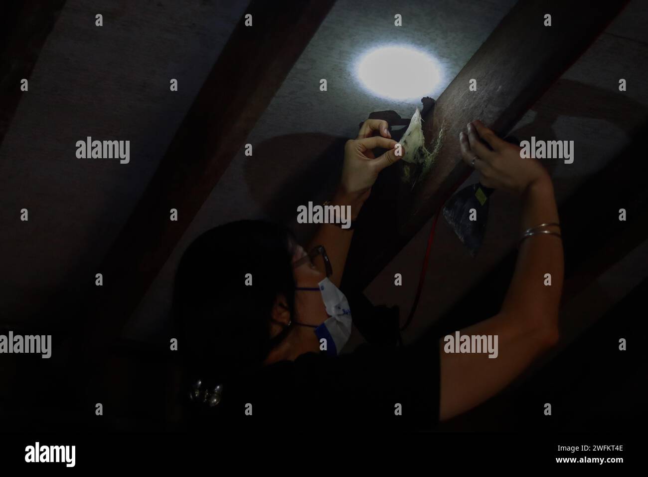 Bintangor, Sarawak, Malaysia. 31st Jan, 2024. A woman harvests a bird's ...