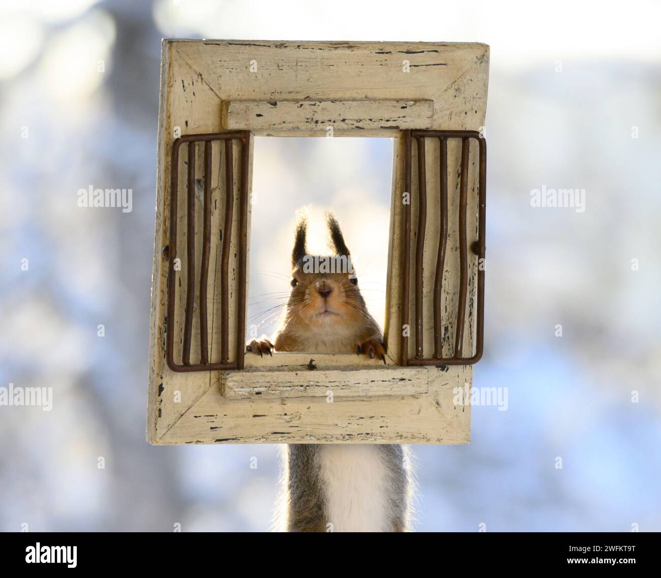 red squirrel hold a window frame Stock Photo - Alamy