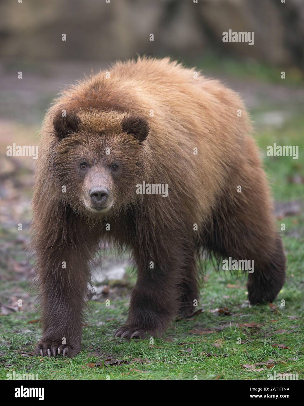 Brown bear cub (Ursus arctos) full body standing closeup portrait Stock ...