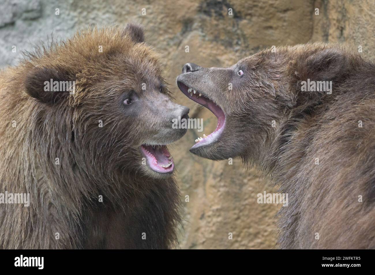 Two cub fighting hi-res stock photography and images - Alamy