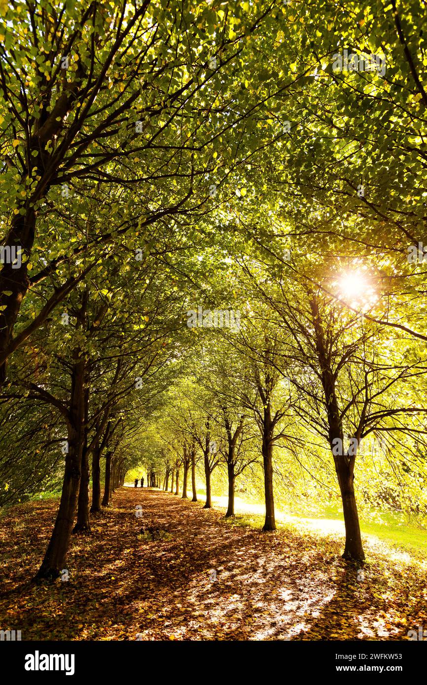 Lime Tree Walk at Castle Ward,Strangford, Strangford Lough, County Down ...