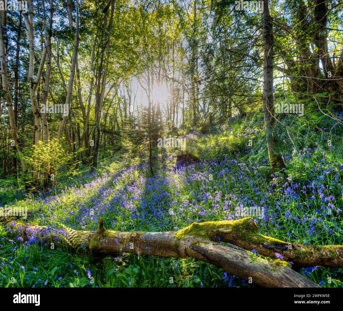Bluebells at clare glen hi-res stock photography and images - Alamy