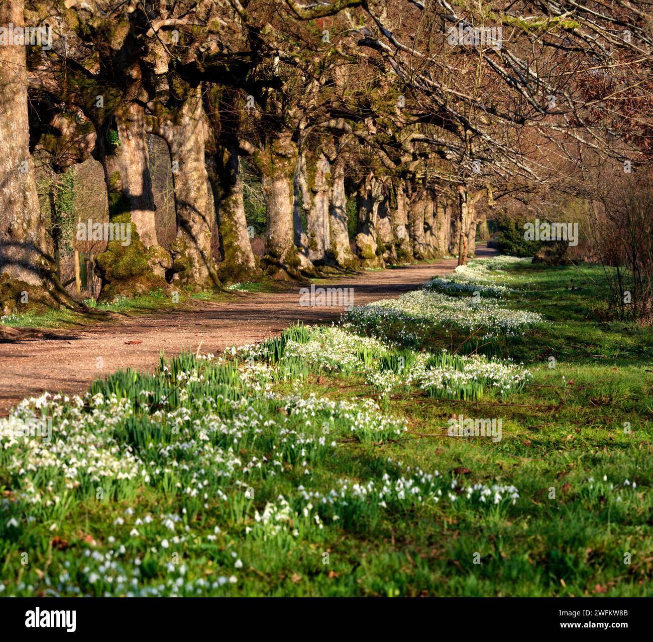 Snowdrops at the Argory, County Armagh, Northern Ireland Stock Photo ...