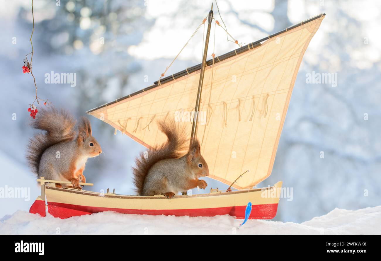 red squirrels are sitting in a sailing boat Stock Photo - Alamy