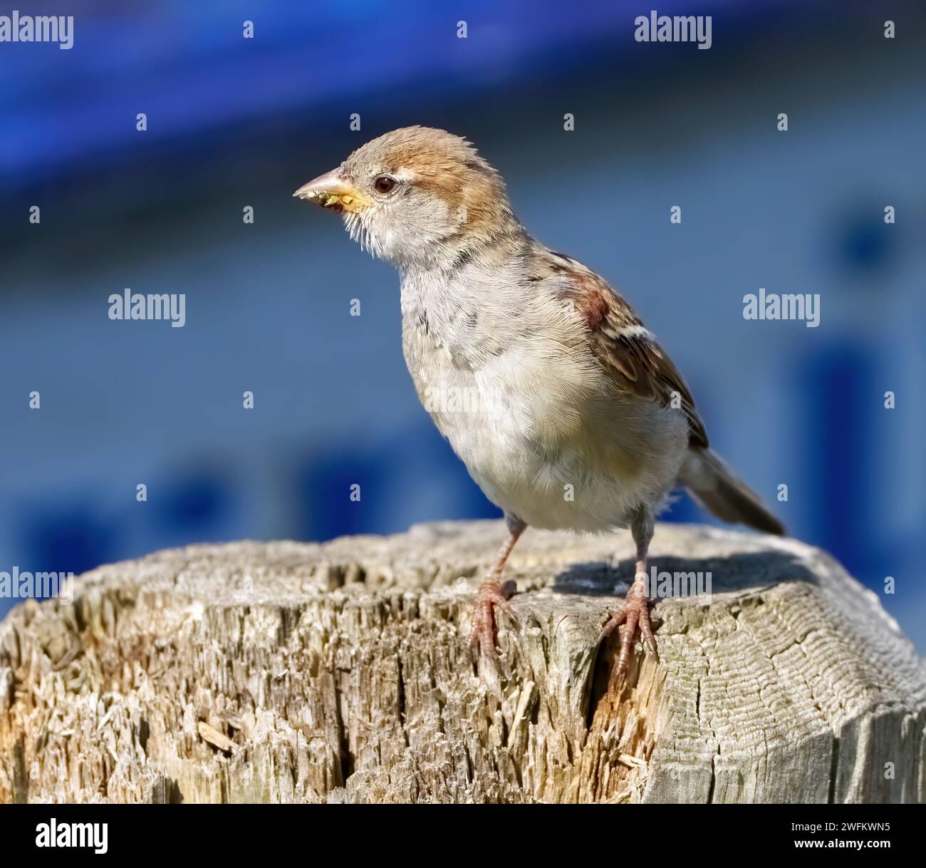 Sparrow with leftover food on its beak sitting on a weathered wooden ...