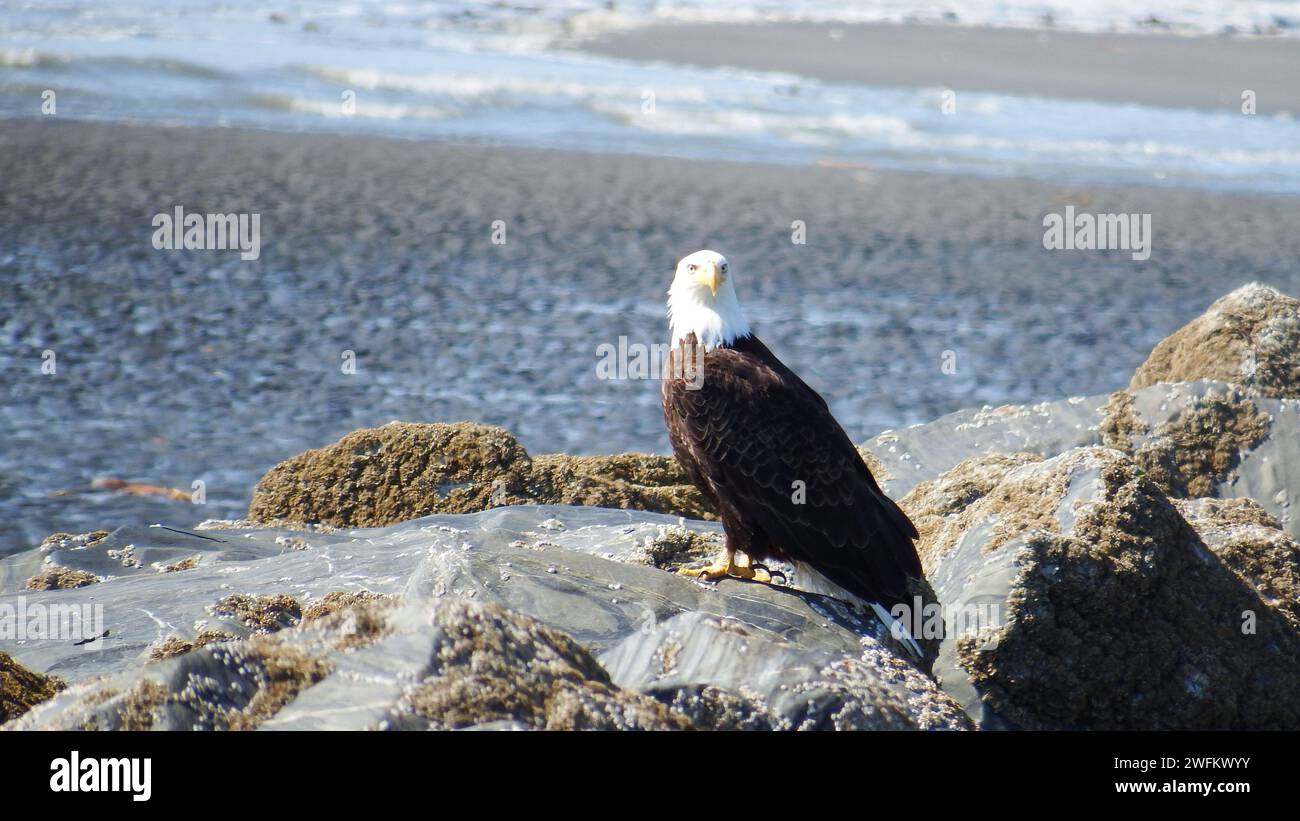Bald eagle, Alaska's largest resident bird of prey Stock Photo - Alamy