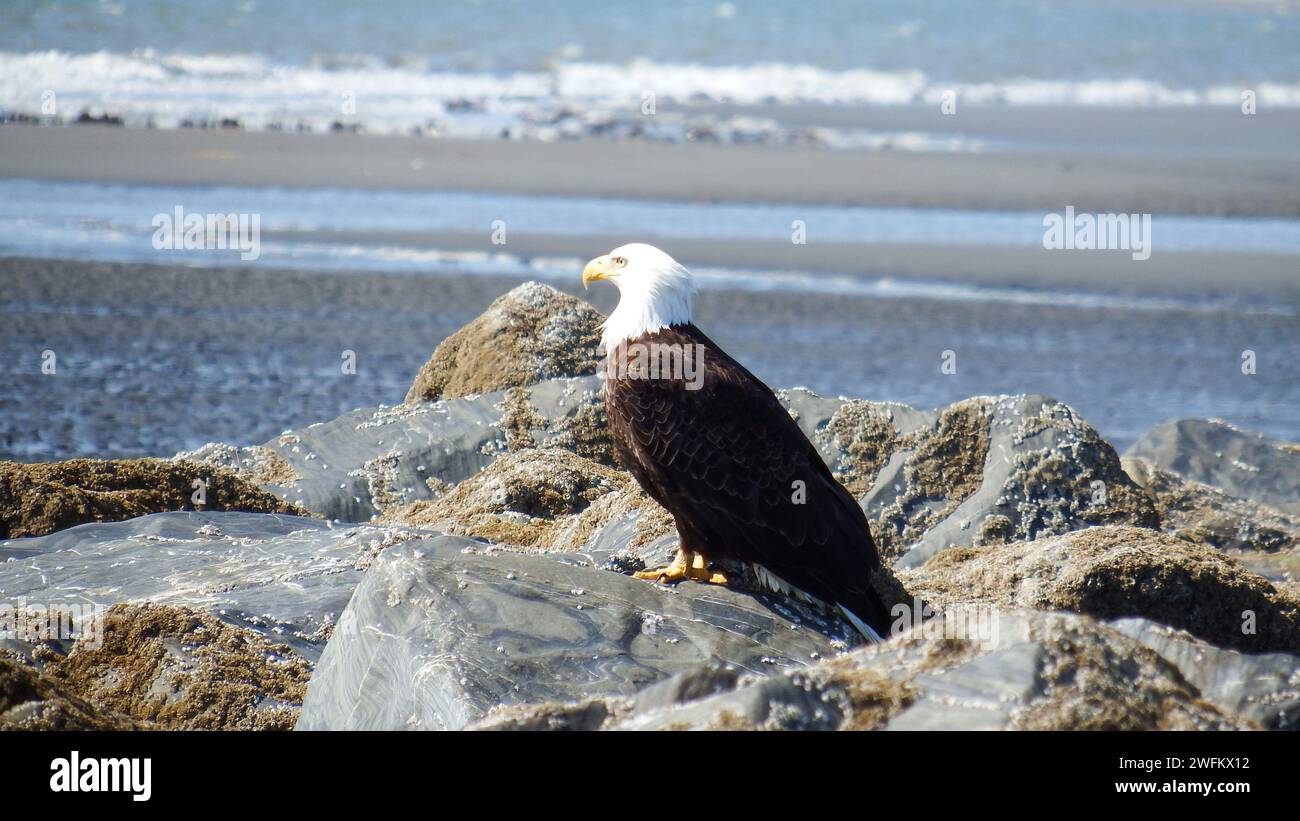 Bald eagle, Alaska's largest resident bird of prey Stock Photo - Alamy