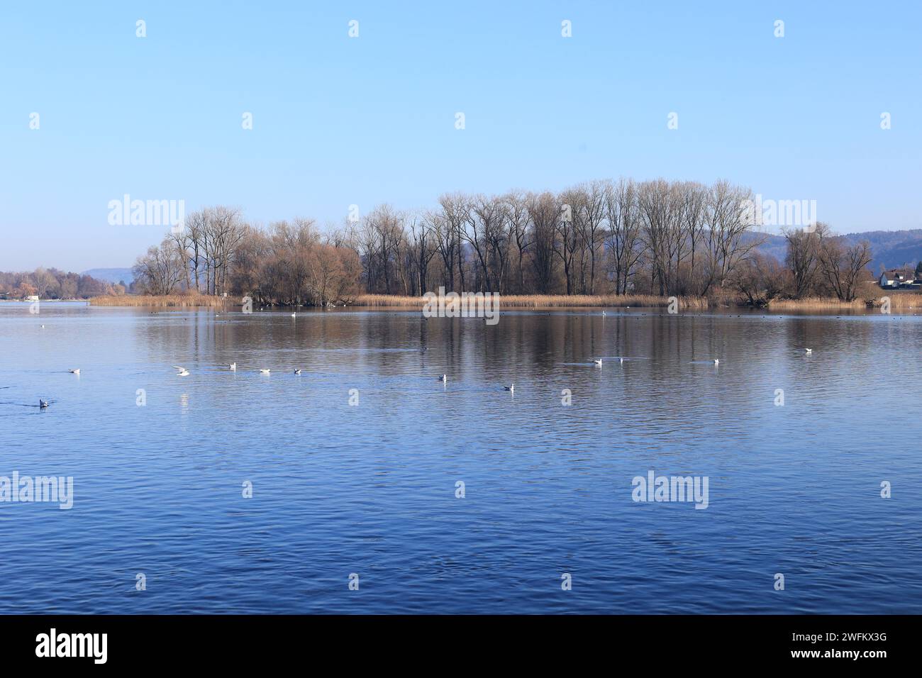Impressionen von der Insel Werd am Untersee des Bodesees in der Schweiz ...