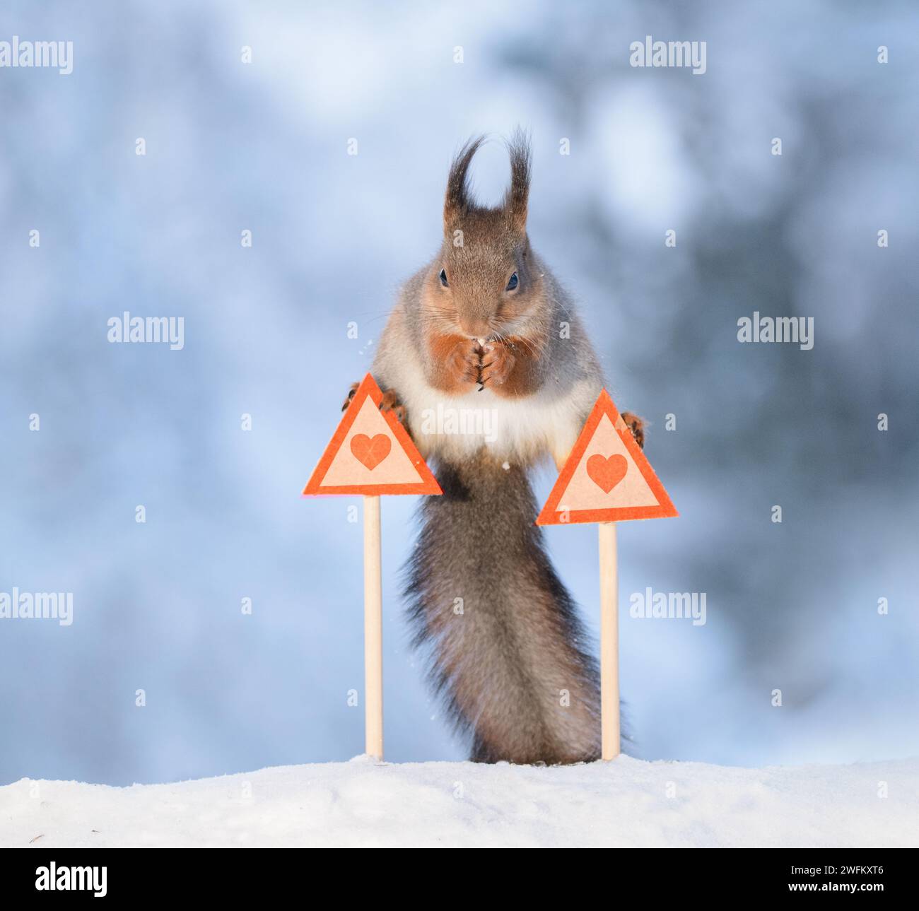 red squirrel is holding warning signs with hearts Stock Photo - Alamy